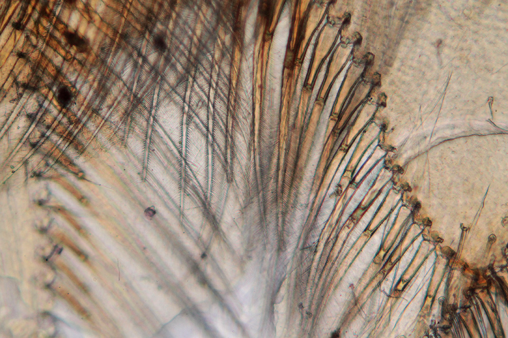 Ghost Shrimp Exoskeleton – A Dove in the Bell Jar