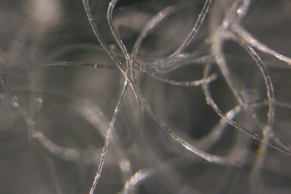 A Dove in the Bell Jar – Photomicrography